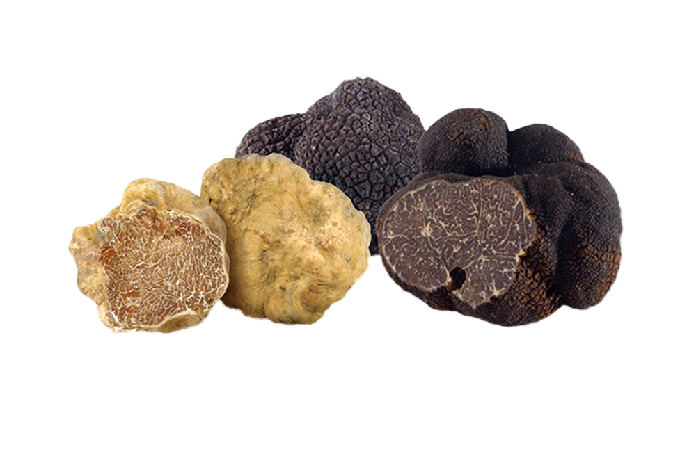 Fresh Truffles – Adria Fine Foods